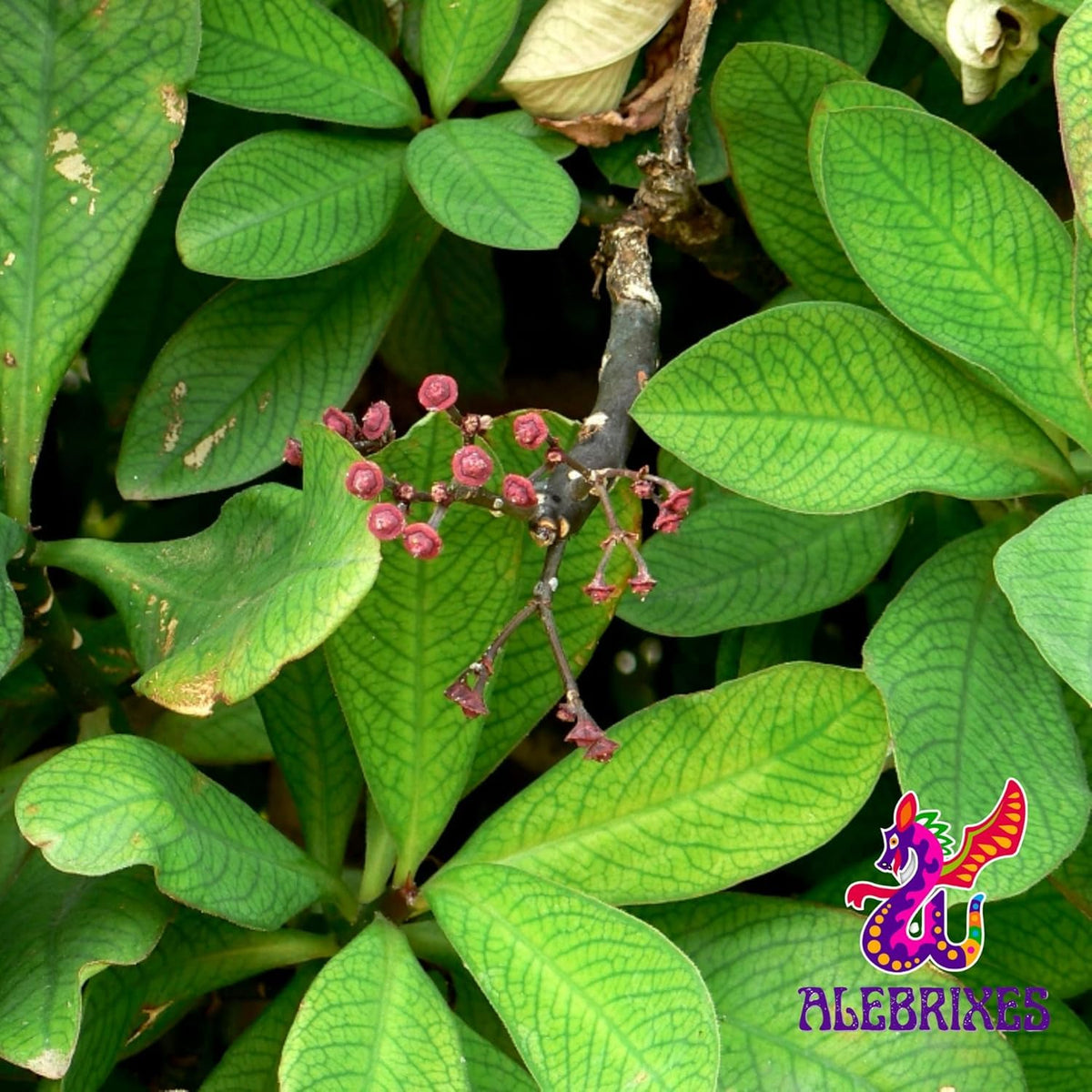 Caffeine-free Alebrixes Moronel herbal tea