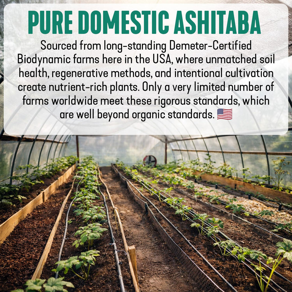 caffeine-free ashitaba tea