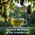 caffeine-free avocado leaf herbal tea
