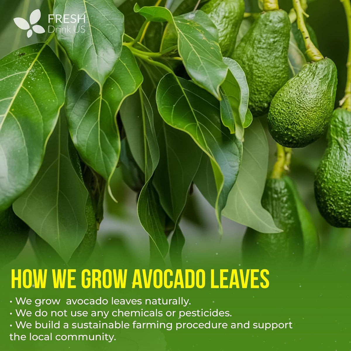 caffeine-free avocado leaf tea