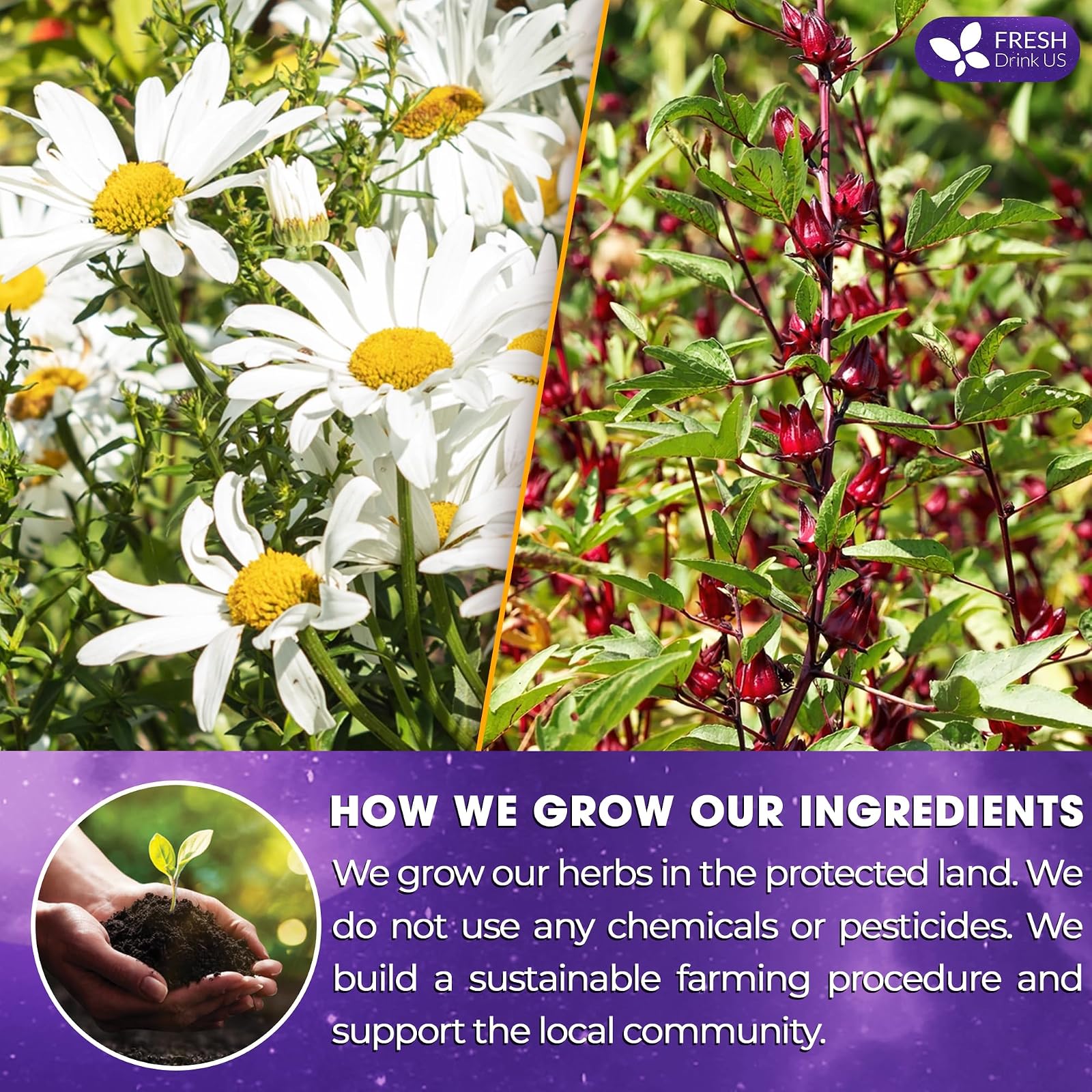 Caffeine-free chamomile tea alternative