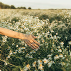 caffeine-free chamomile tea benefits