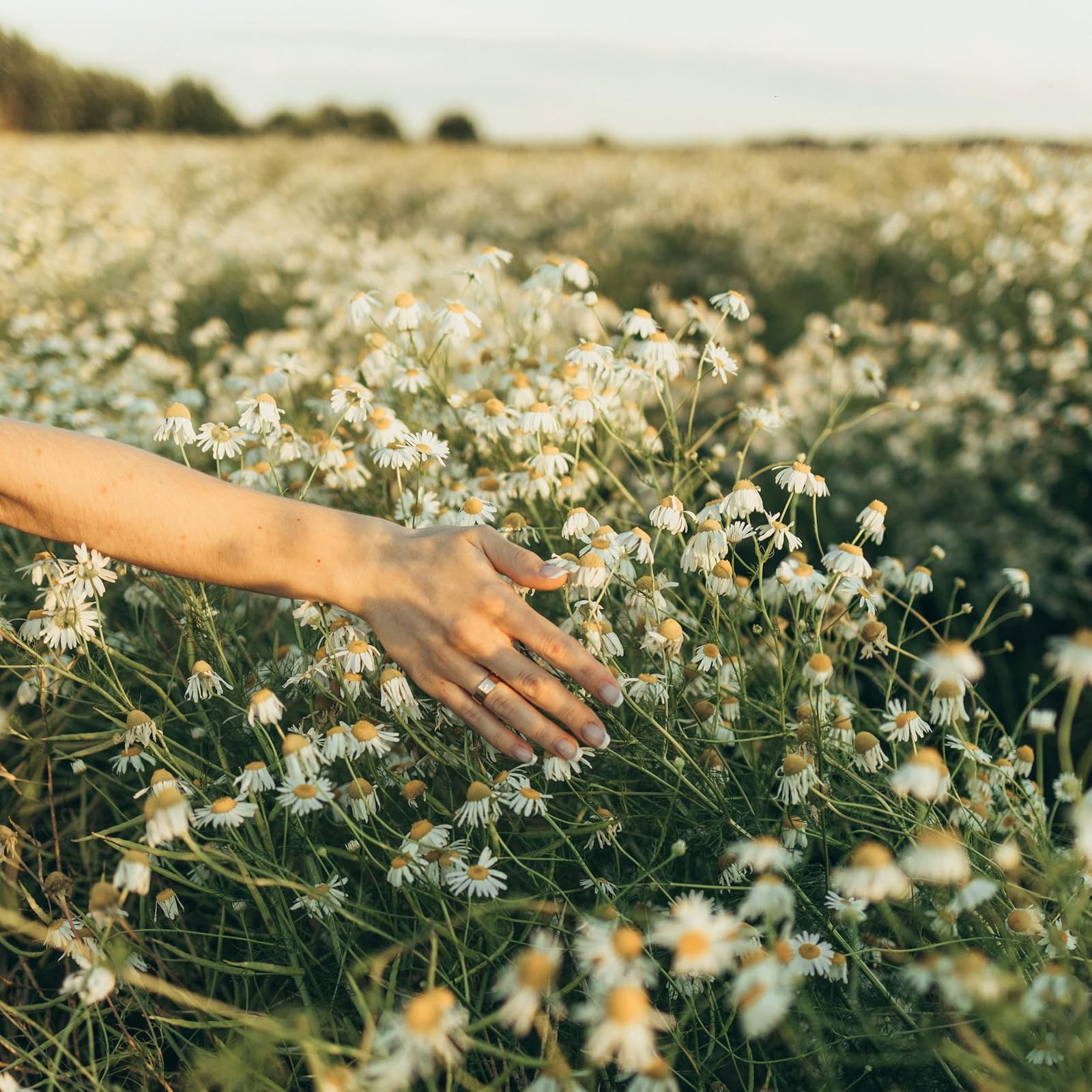 caffeine-free chamomile tea benefits