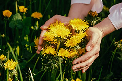 caffeine-free dandelion root infusion