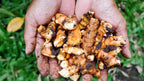 caffeine-free ginger tea blend