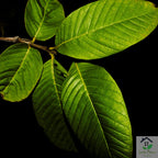 caffeine-free guava leaf tea
