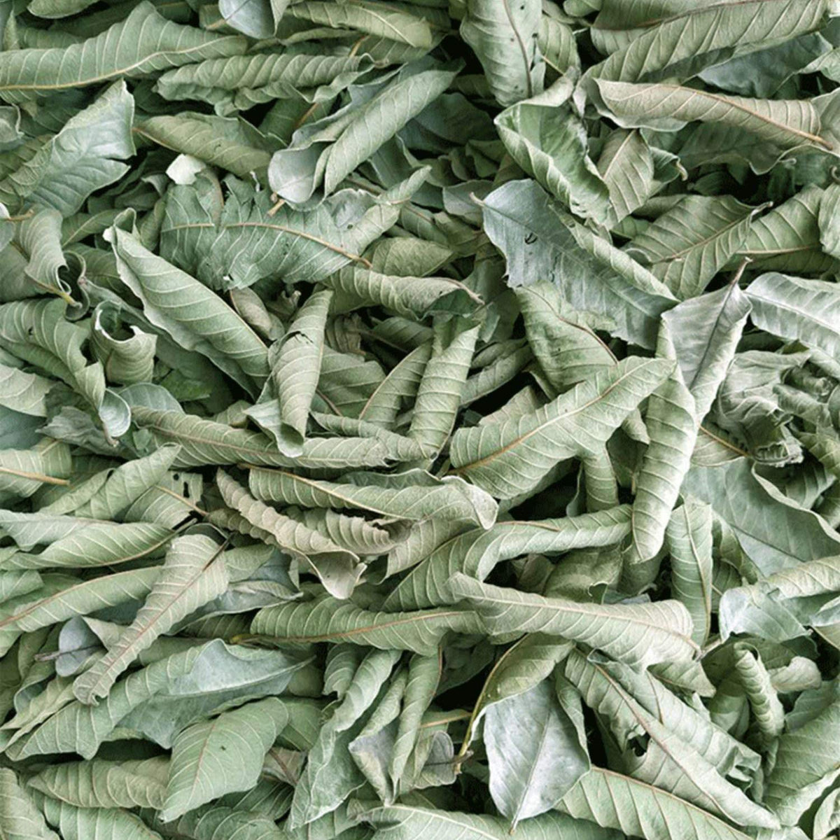 caffeine-free guava leaves infusion