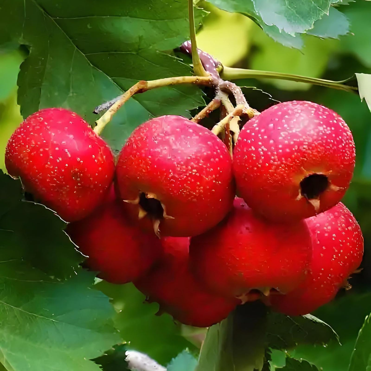 Caffeine-free hawthorn berry infusion