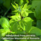 caffeine-free herbal detox tea