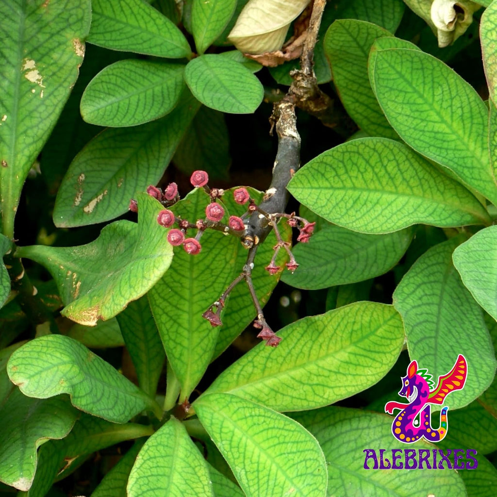 caffeine-free herbal infusion option