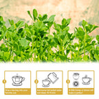 caffeine-free herbal tea alternative