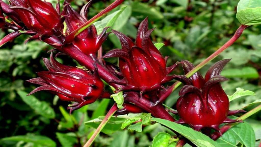 caffeine-free herbal tea option