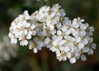 caffeine-free herbal tea option