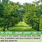 caffeine-free herbal tea option