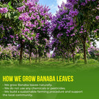Caffeine-free herbal tea option