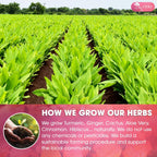 caffeine-free herbal tea powder