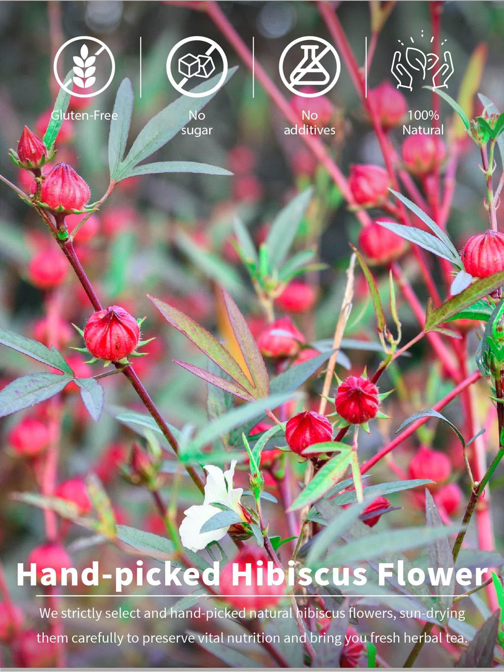 caffeine free hibiscus herbal infusion