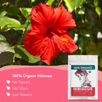 caffeine-free hibiscus tea benefits