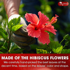 caffeine-free hibiscus tea for relaxation