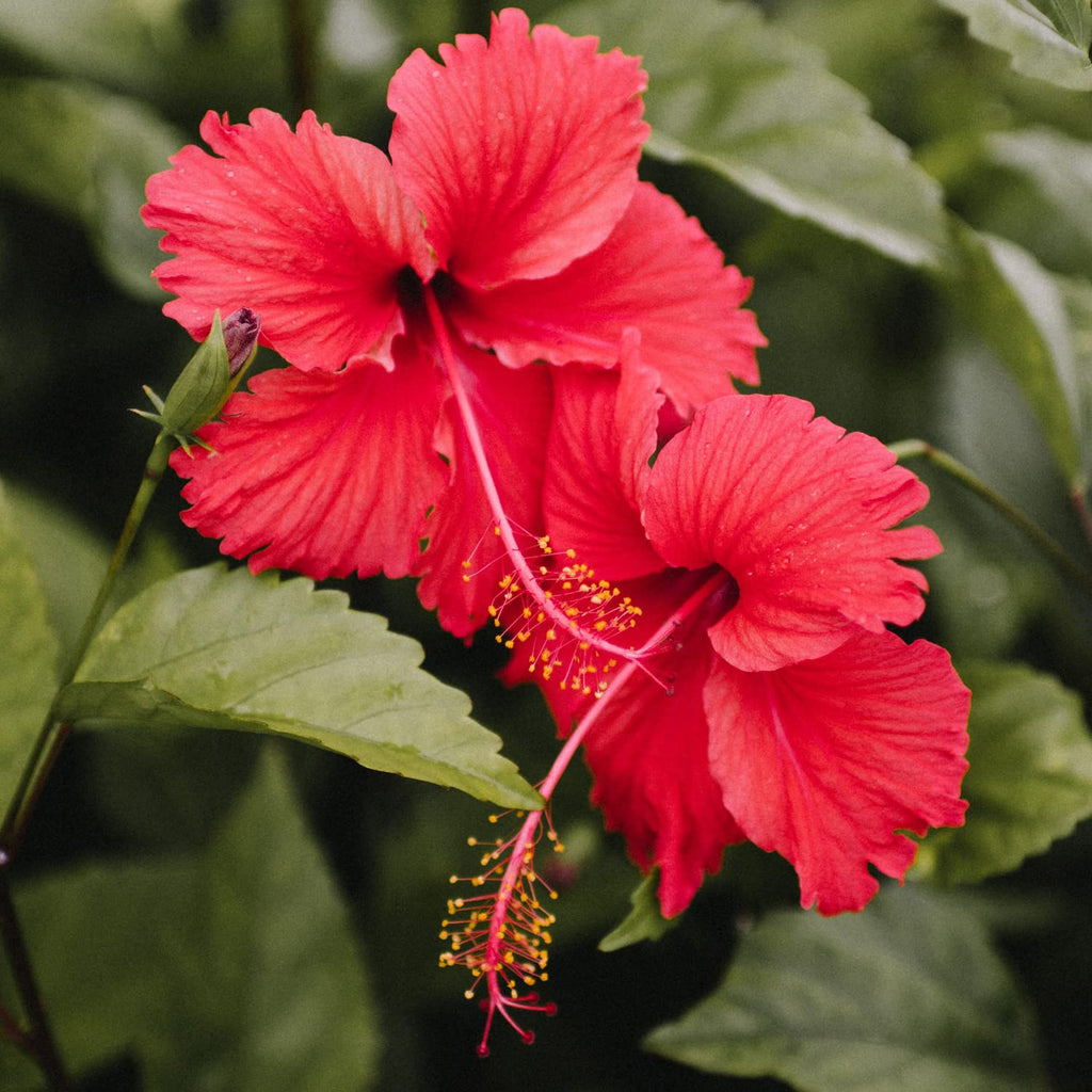 caffeine-free hibiscus tea option