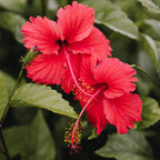 caffeine-free hibiscus tea option
