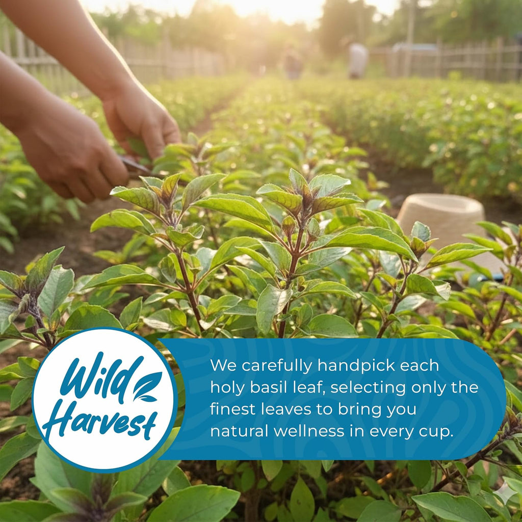 Caffeine-free holy basil tea benefits