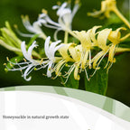 caffeine-free honeysuckle buds tea