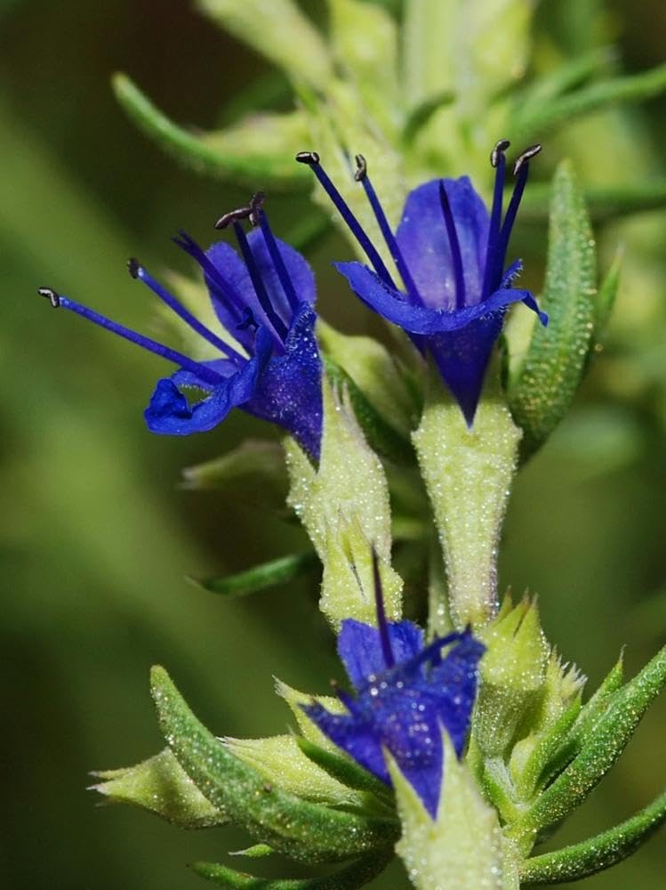 caffeine-free hyssop herbal beverage