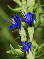 caffeine-free hyssop herbal beverage