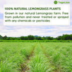 caffeine-free lemongrass herbal infusion