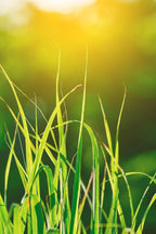 caffeine-free lemongrass herbal infusion