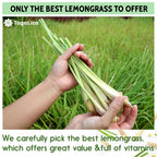 caffeine-free lemongrass tea experience
