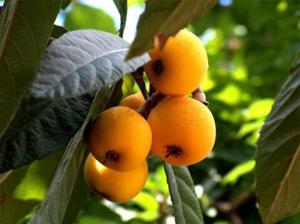 caffeine-free loquat leaf tea