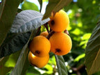 caffeine-free loquat leaf tea