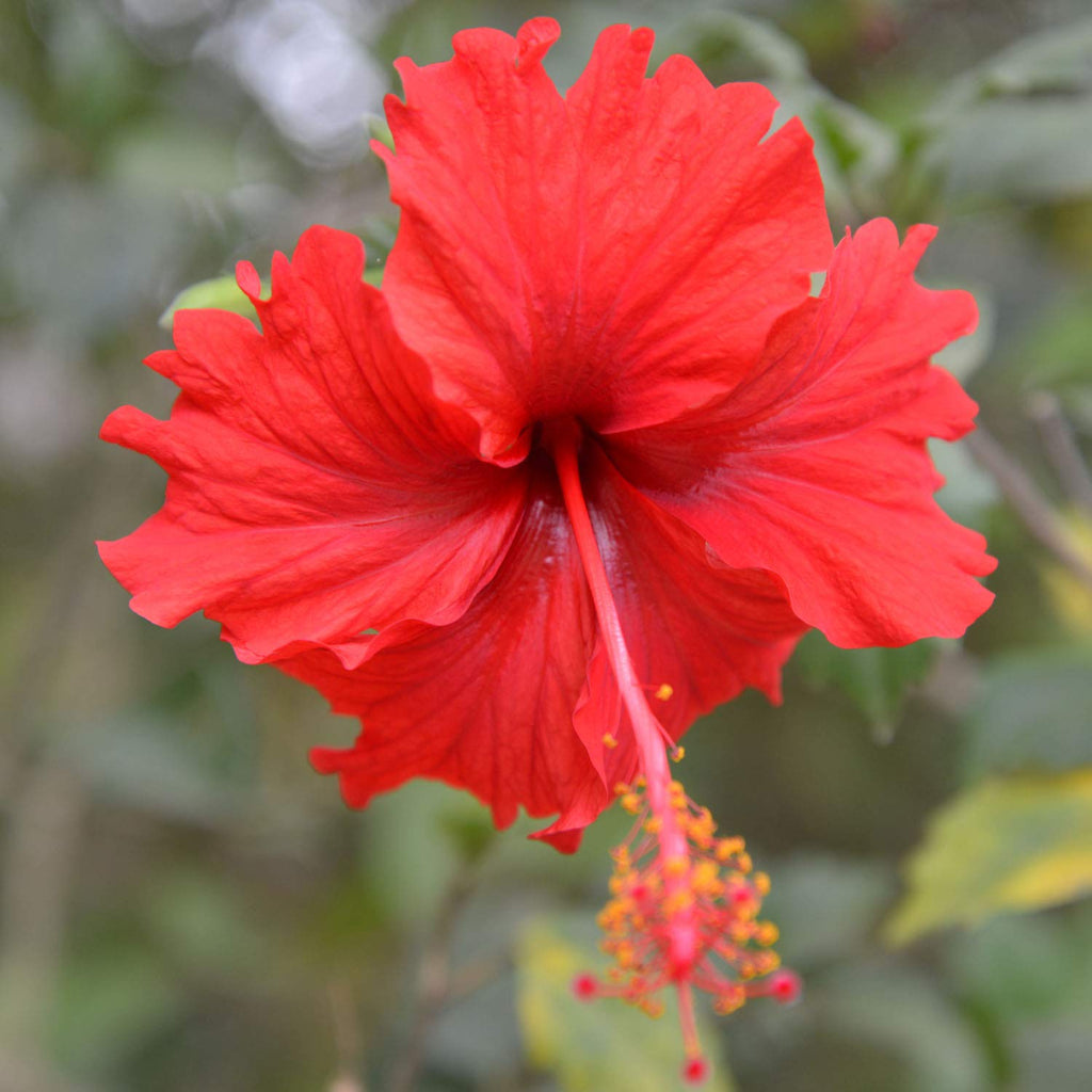Caffeine-free Moringa Hibiscus blend