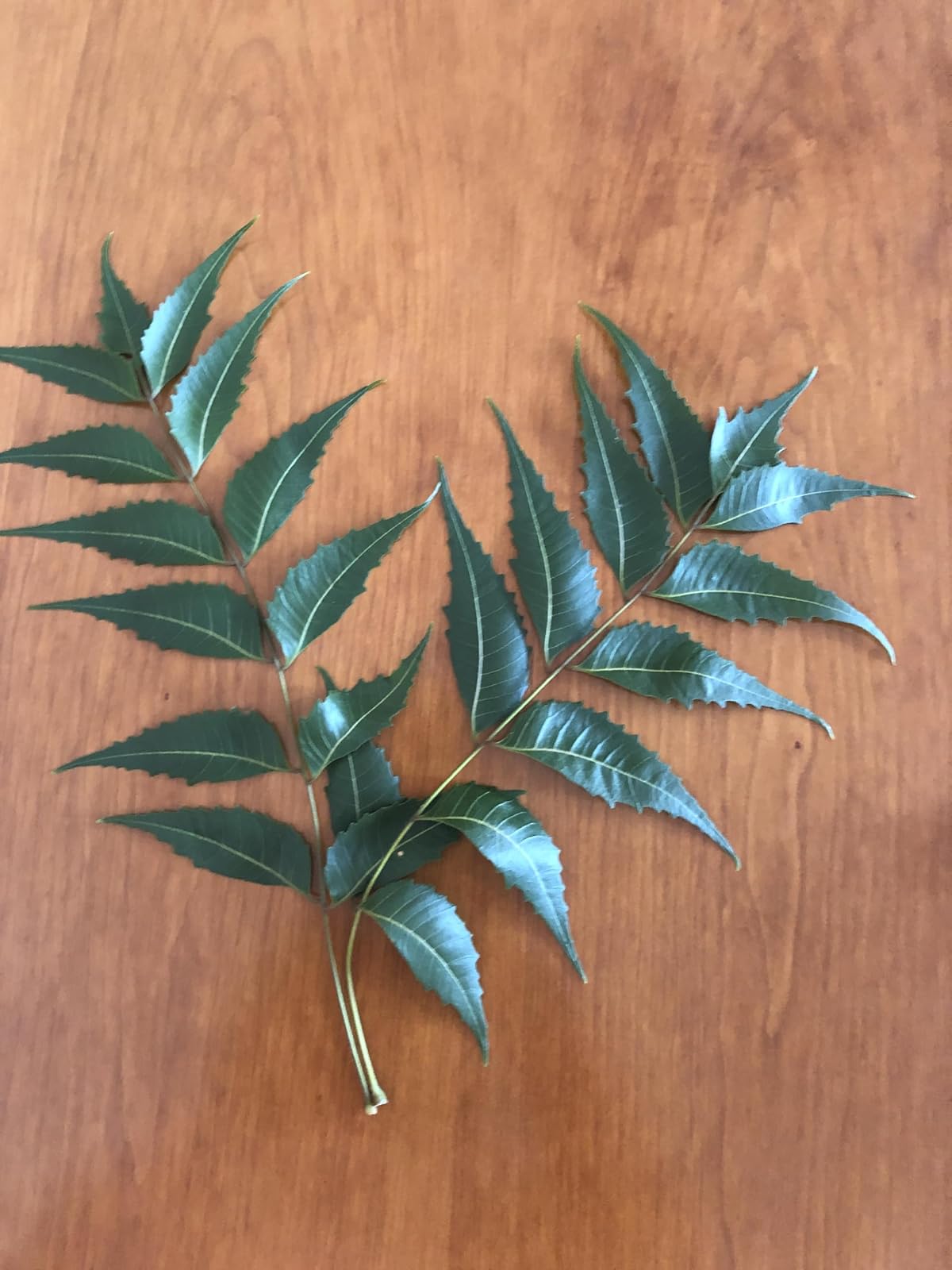 caffeine-free neem tea bags