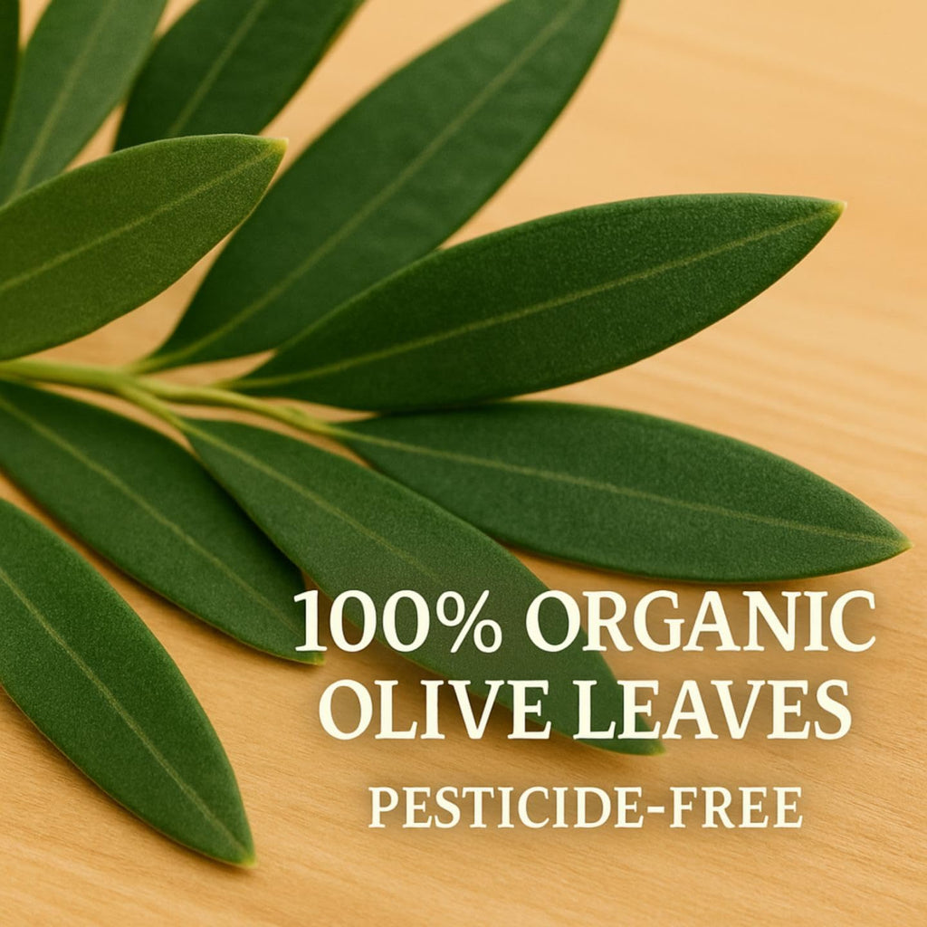 Caffeine-free olive leaf infusion