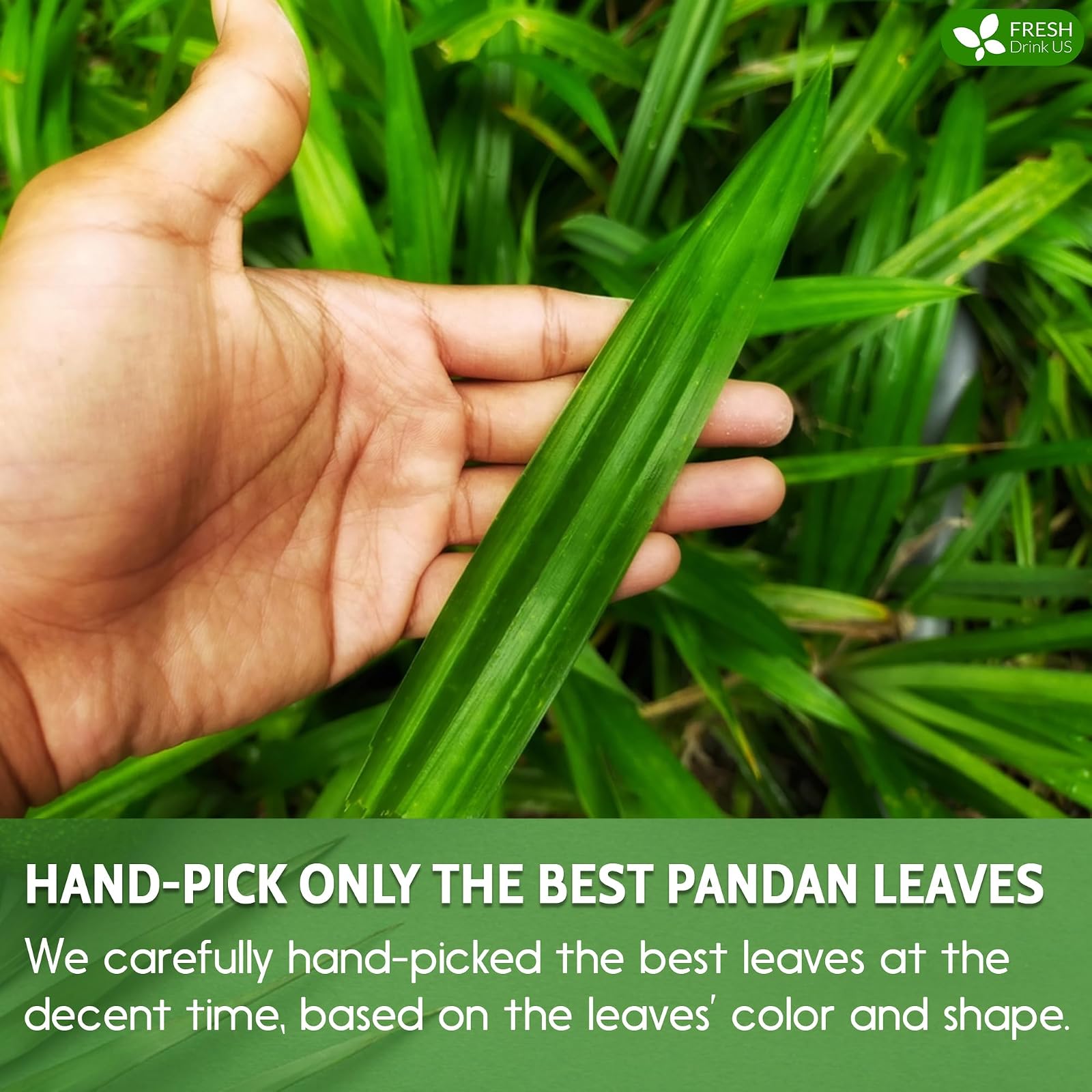 caffeine-free pandan leaf herbal infusion