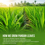 caffeine-free pandan tea option