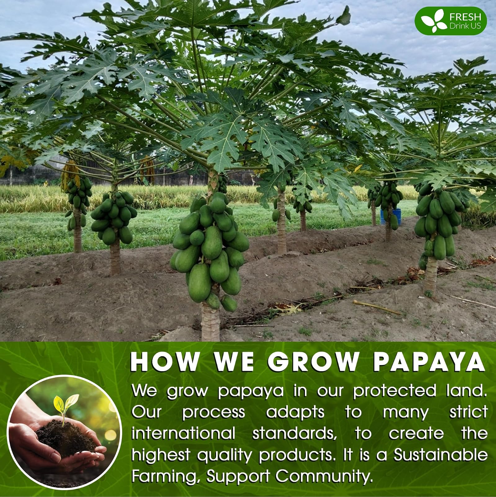 Caffeine-free papaya herbal infusion