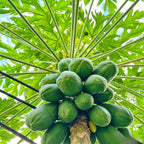 caffeine-free papaya leaf infusion