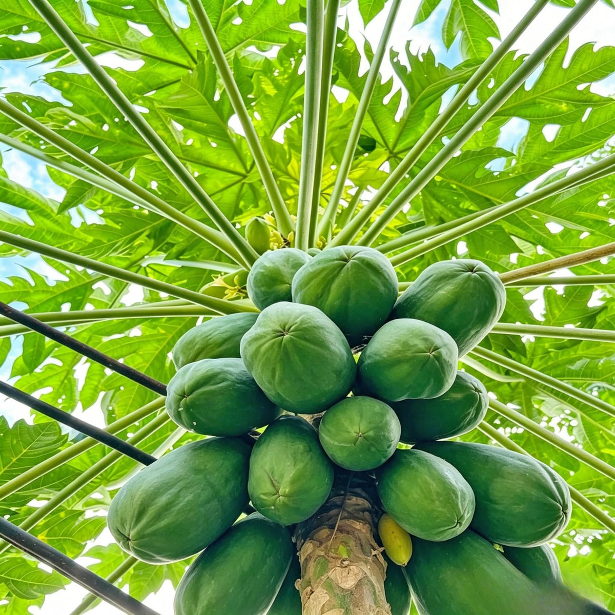 caffeine-free papaya leaf infusion