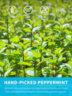 caffeine-free peppermint tea bags