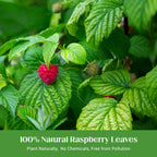 caffeine-free raspberry leaf herbal tea
