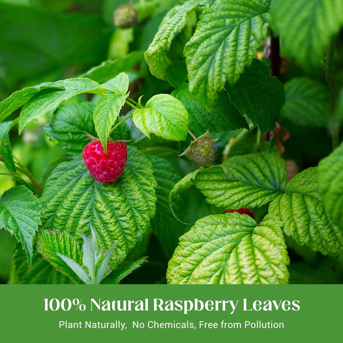 caffeine-free raspberry leaf herbal tea