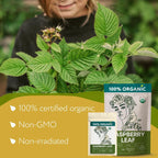 caffeine-free raspberry leaf infusion