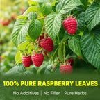 caffeine-free raspberry leaf tea