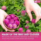 caffeine-free red clover herbal infusion