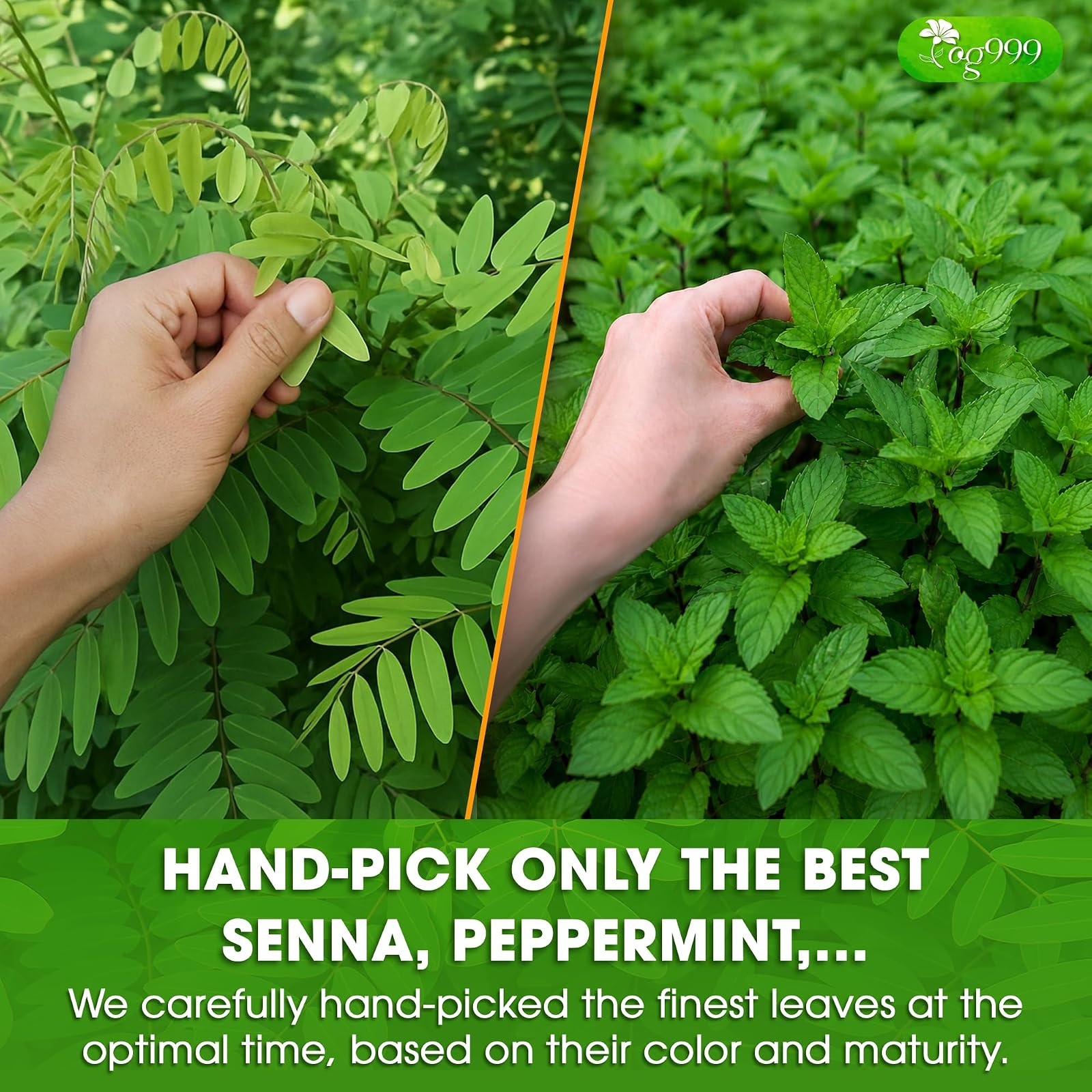 Caffeine-free Senna herbal infusion