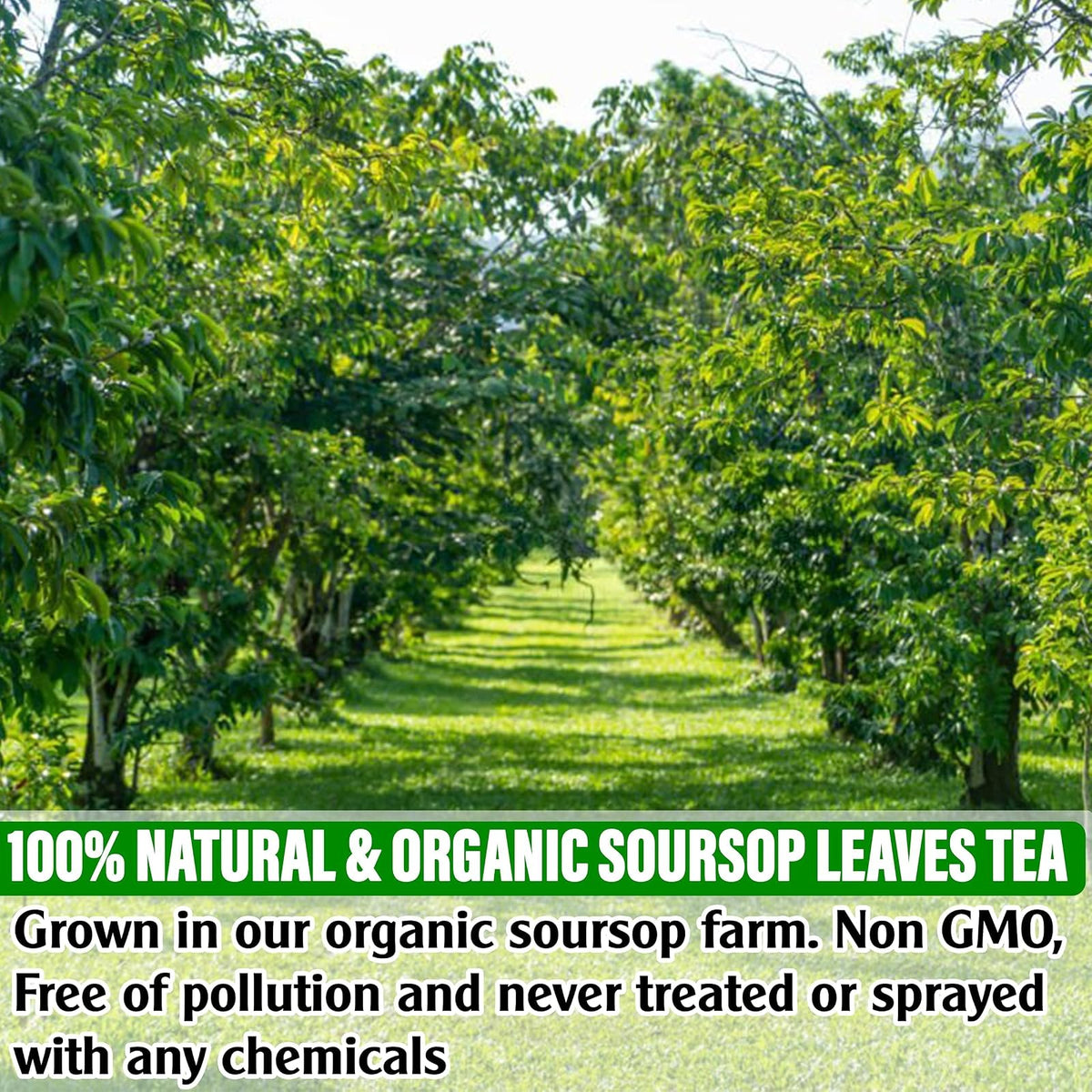 caffeine-free soursop graviola leaves tea